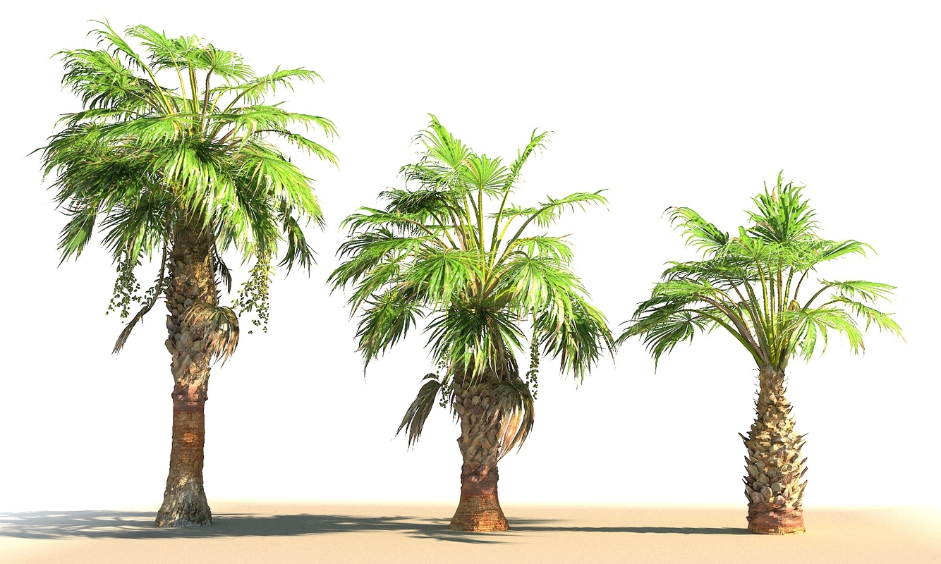 China palm pack tree 3D - TurboSquid 1359682