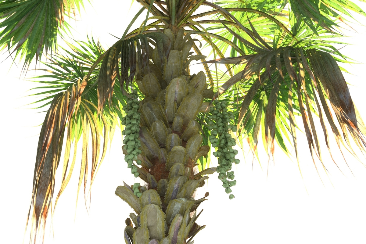 China palm pack tree 3D - TurboSquid 1359682