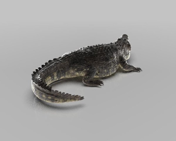 3D realistic crocodile model - TurboSquid 1360007