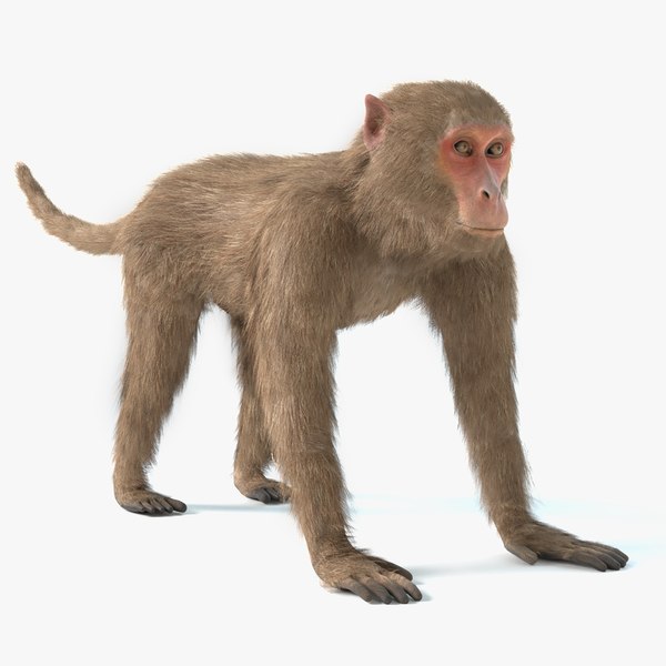 3D Monkey Models | TurboSquid