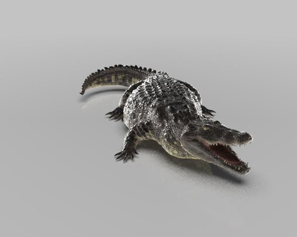 3D realistic crocodile model - TurboSquid 1360007