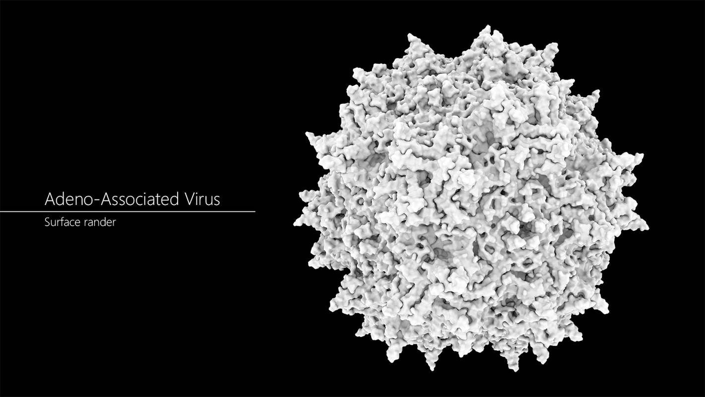 Scientifically accurate structure adeno-associated 3D model ...