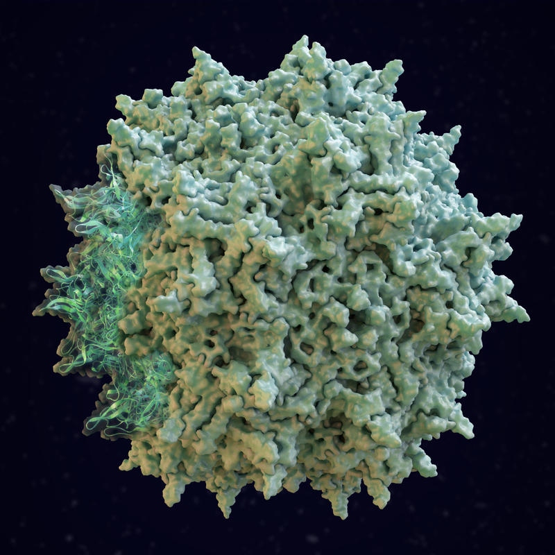 Scientifically accurate structure adeno-associated 3D model ...