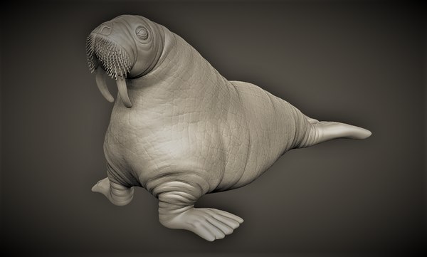 3D Walrus Models | TurboSquid