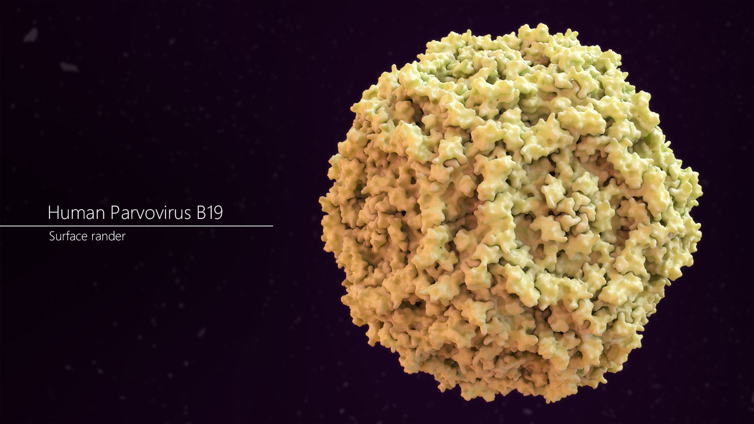 Human parvovirus b19 capsid 3D model - TurboSquid 1361093