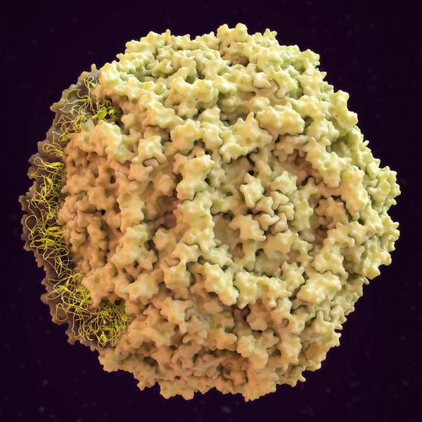 smallpox virus 3d max