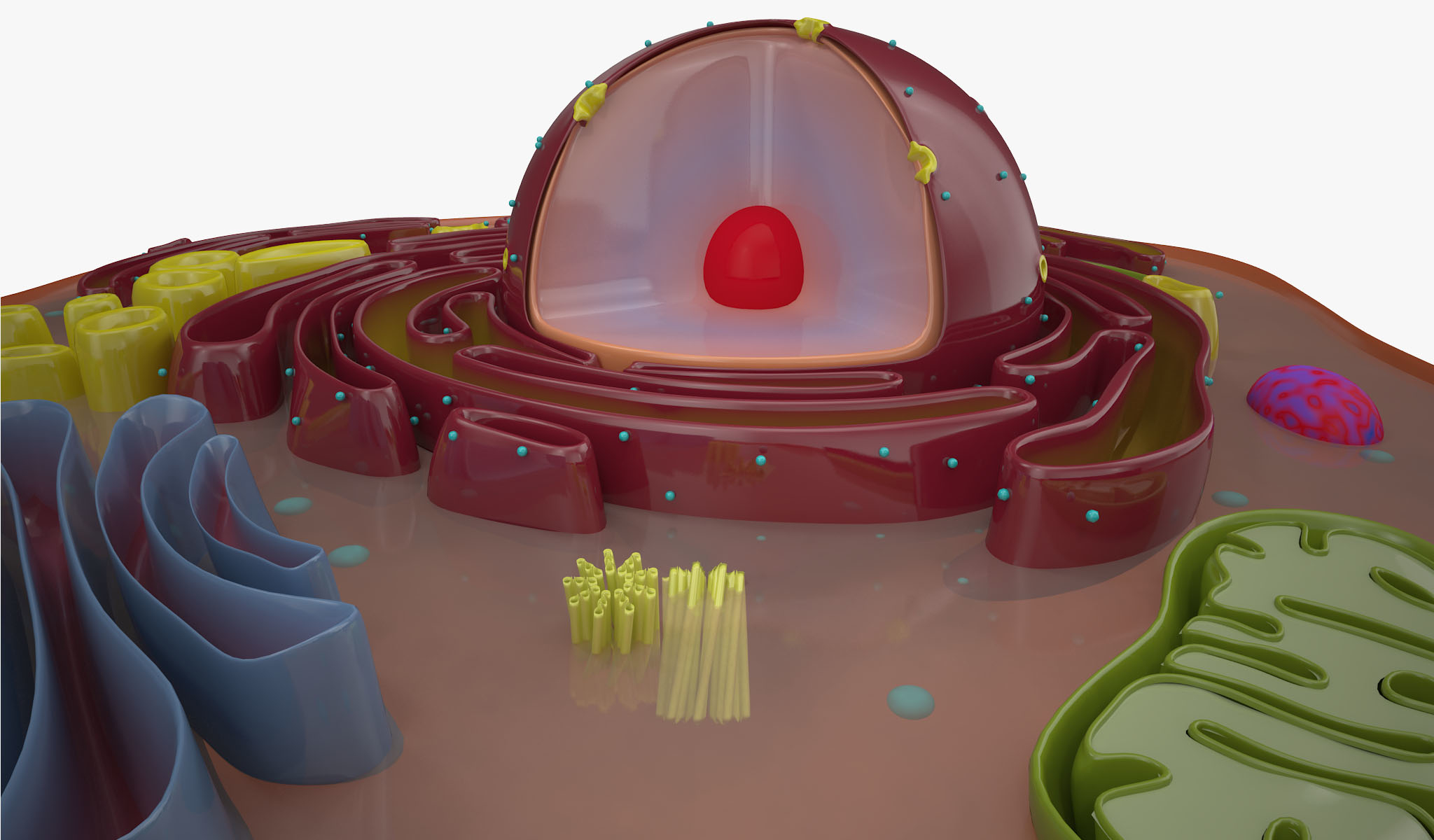 동물 세포 3D 모델 - TurboSquid 1361148