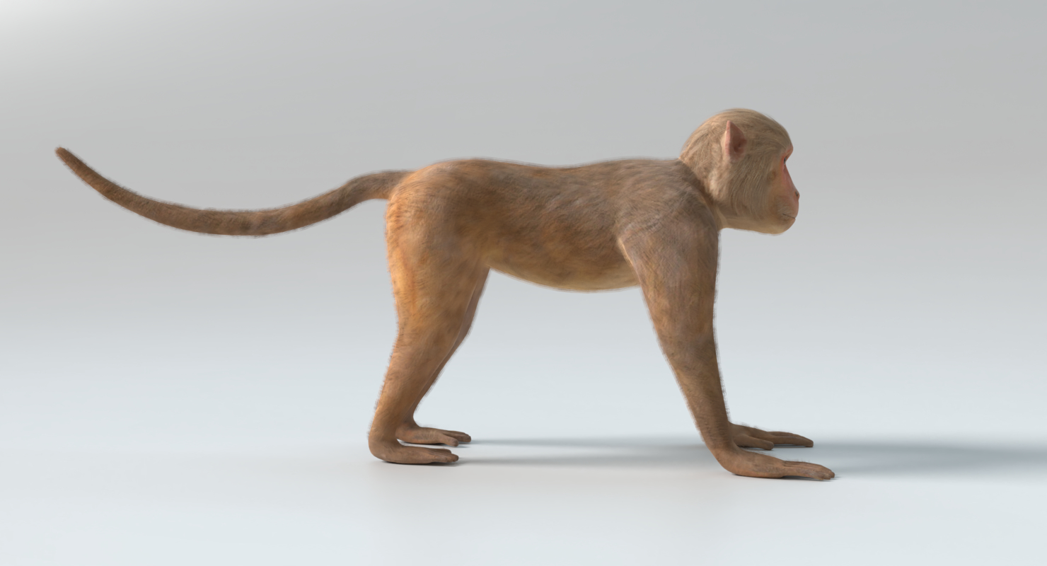 modèle 3D de Singe 2 - TurboSquid 1361251