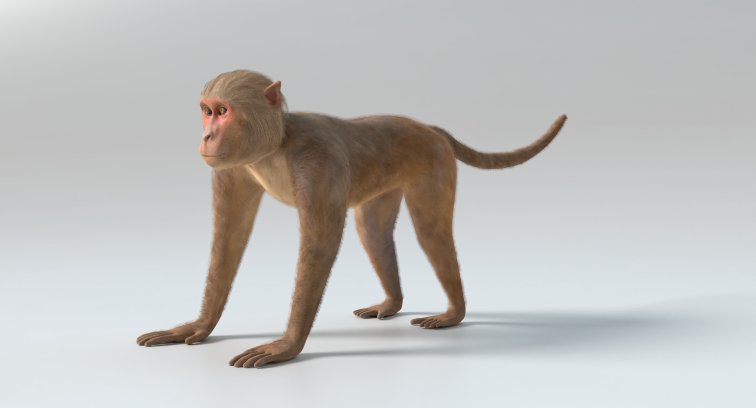 modèle 3D de Singe 2 - TurboSquid 1361251