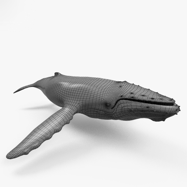 Buckelwal HD 3D-Modell - TurboSquid 1361273