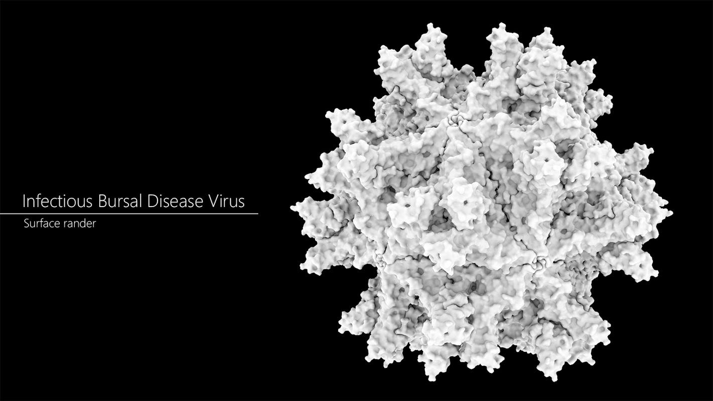 3D model infectious bursal disease virus - TurboSquid 1361379