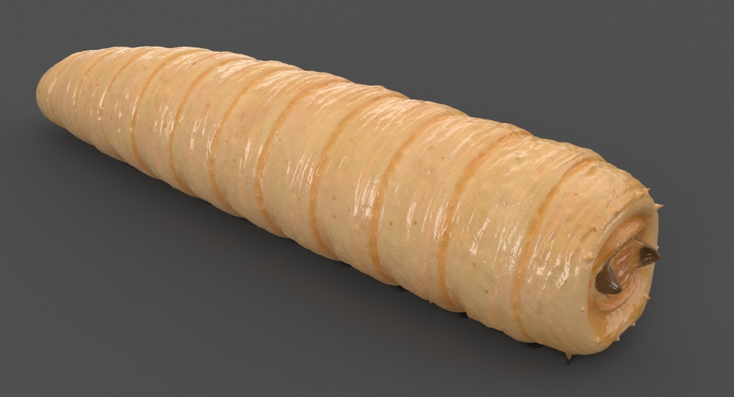 3D maggot - TurboSquid 1361607