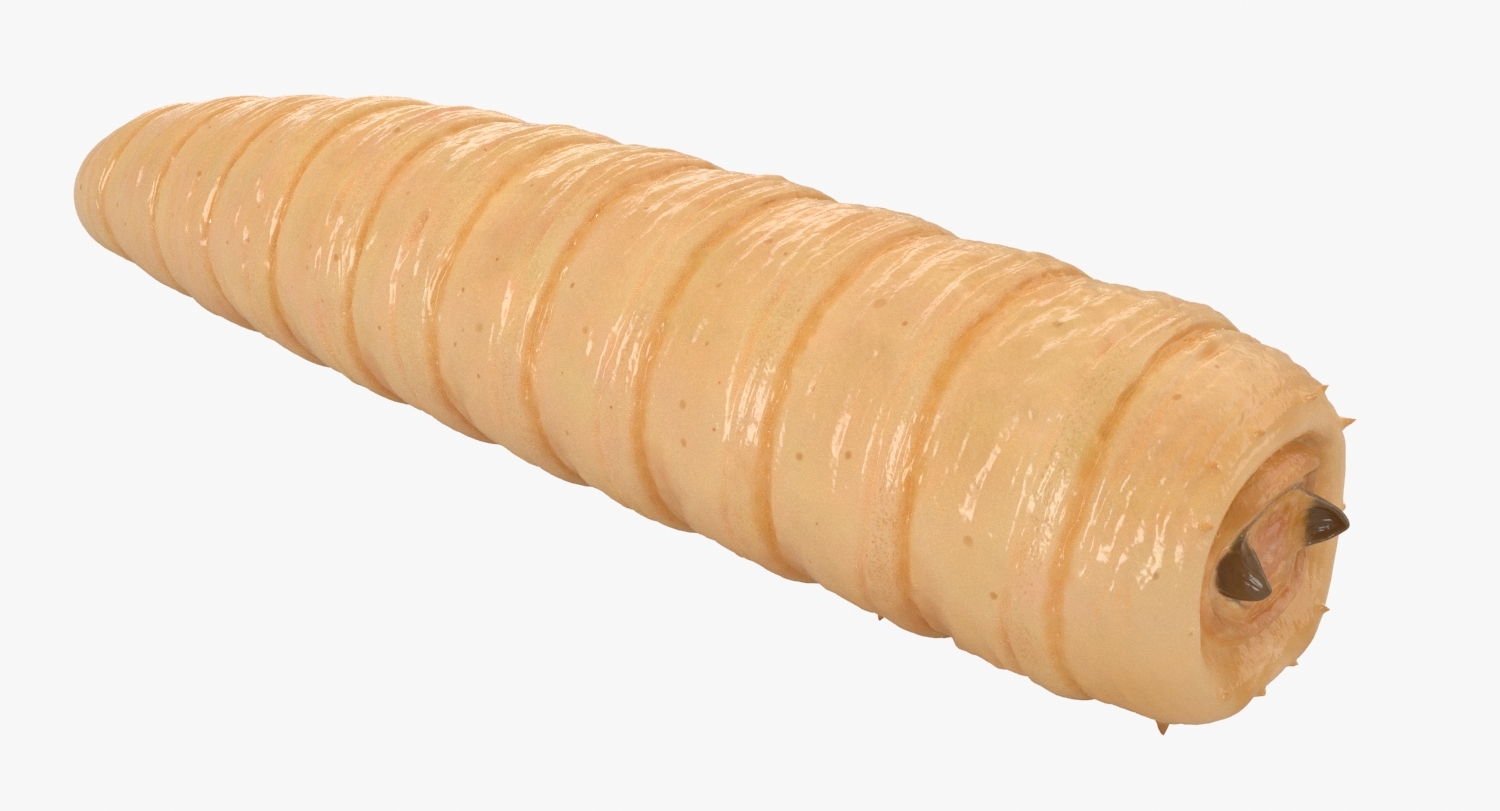 3D maggot - TurboSquid 1361607
