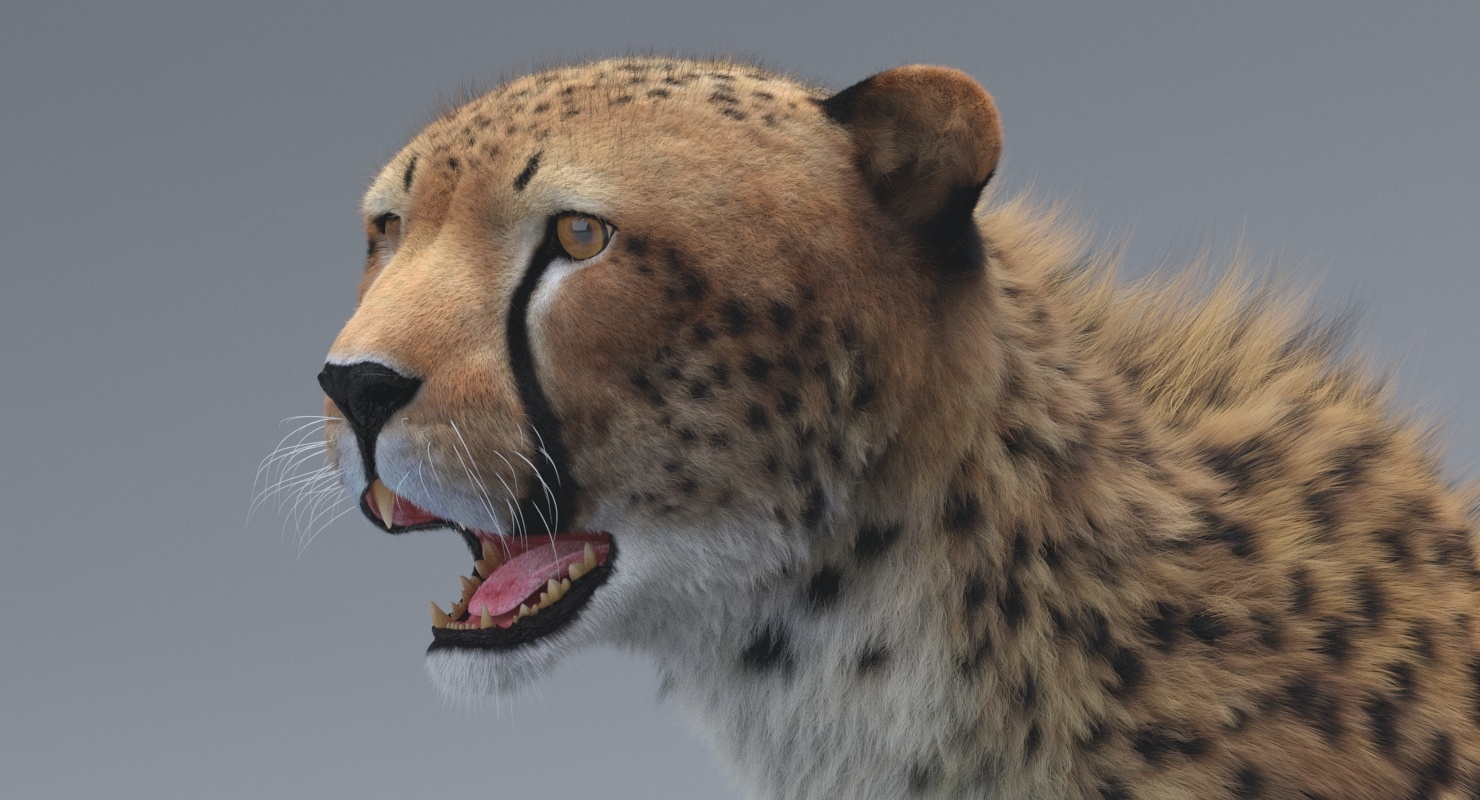 Cheetah 3D model - TurboSquid 1362058