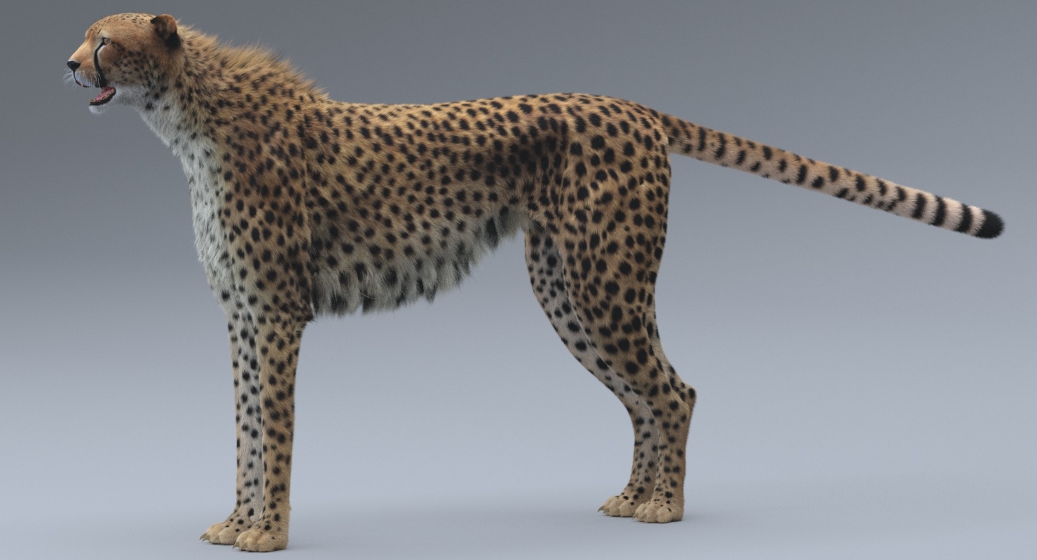 Cheetah 3D model - TurboSquid 1362058