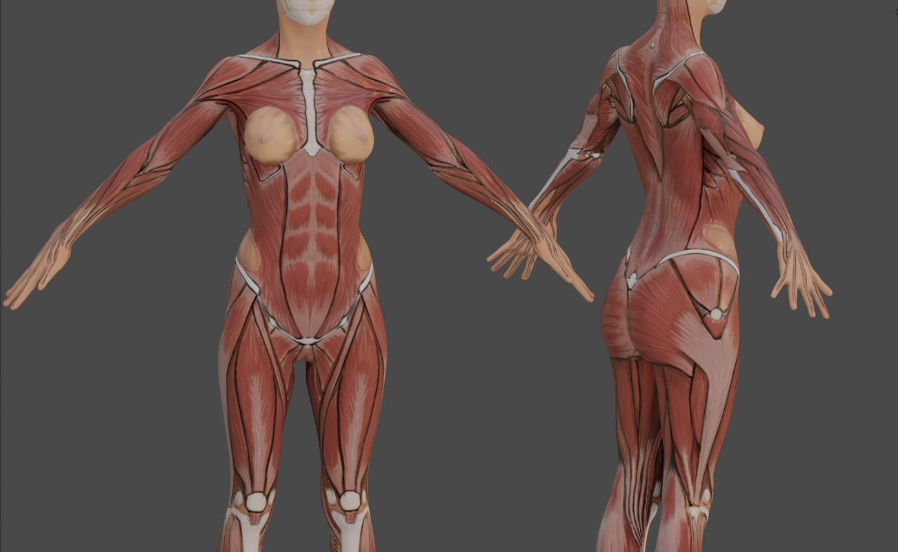 Female Anatomy Reference Model TurboSquid 1362057 Female Anatomy Reference Model TurboSquid 1362057