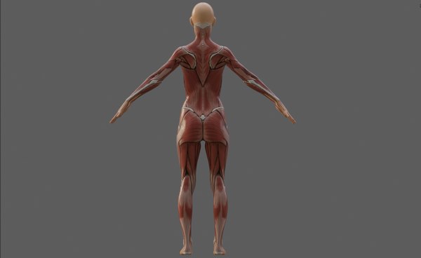 Female anatomy reference model - TurboSquid 1362057