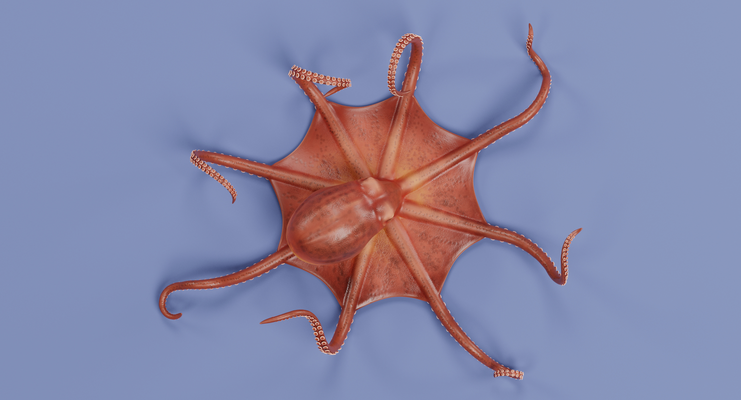 3D model giant pacific octopus rigged - TurboSquid 1362453