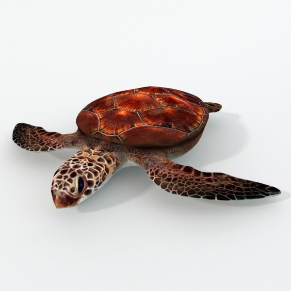 modelo 3d Tortuga verde - TurboSquid 1362573