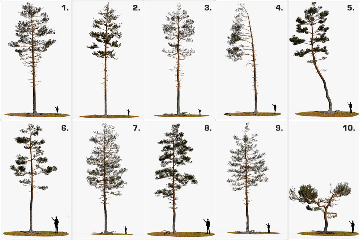 Pine tree packed 3D model - TurboSquid 1362606