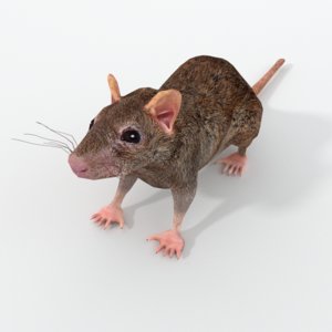 STL Rat Models | TurboSquid