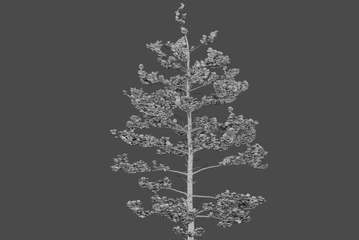 Pine tree packed 3D model - TurboSquid 1362606