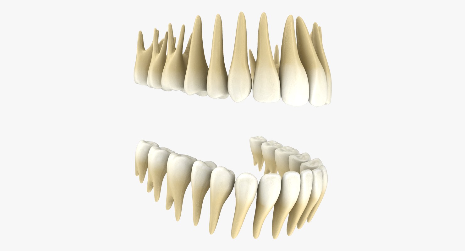 3D human teeth model - TurboSquid 1362869