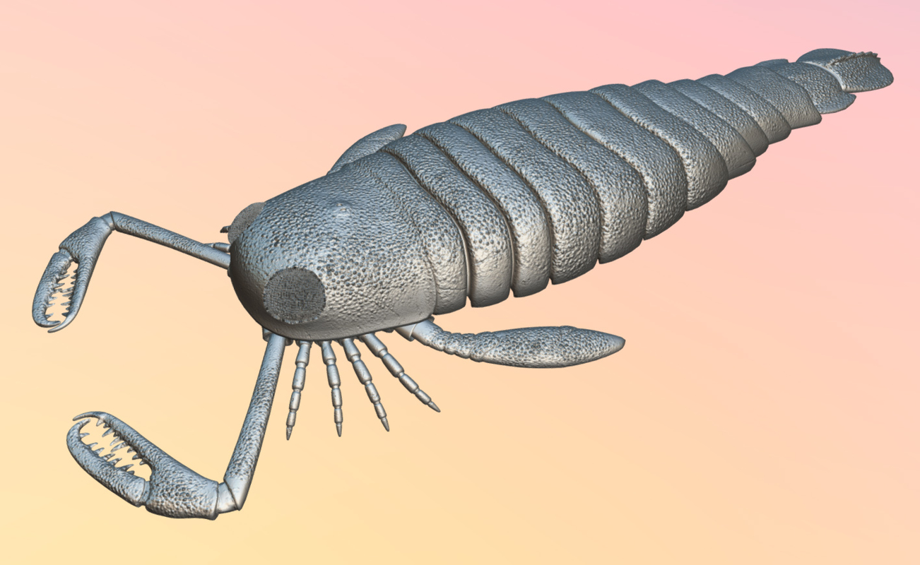 modèle 3D de Pterygotus - TurboSquid 1363061