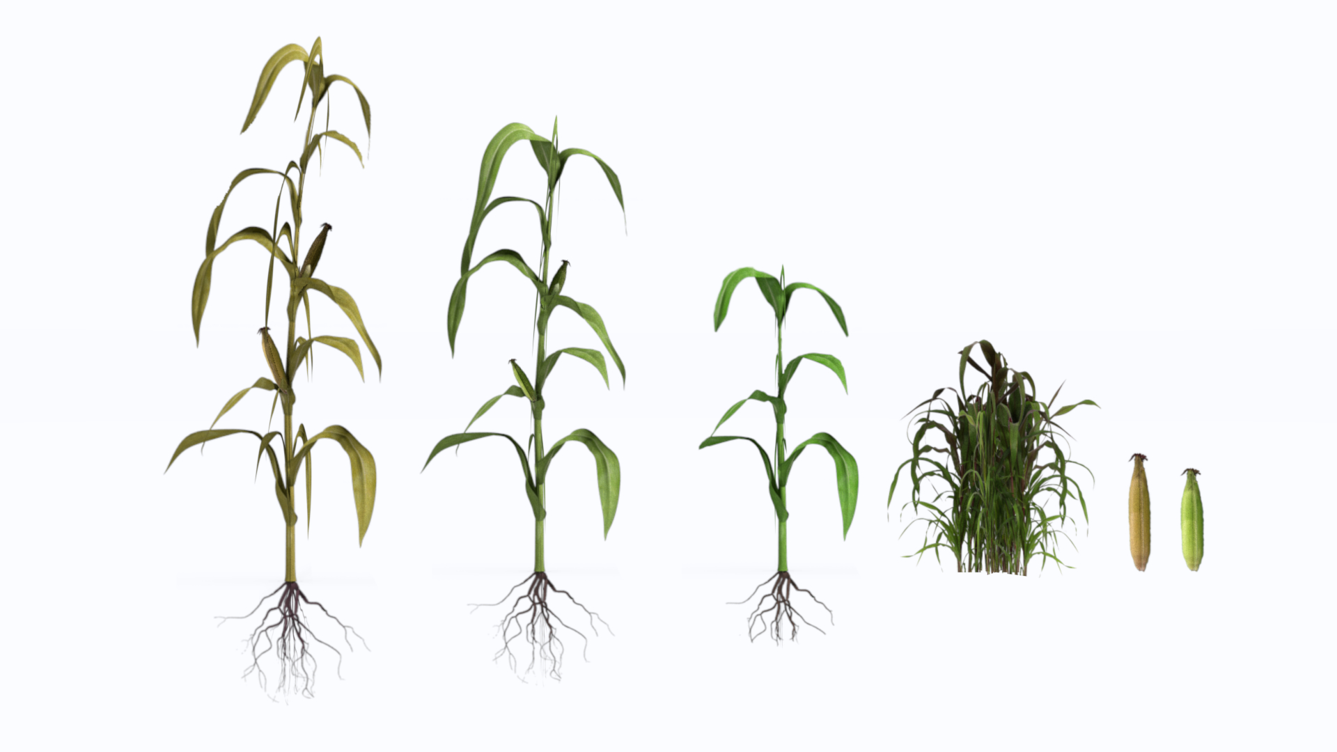 Maize corn plant set 3D model - TurboSquid 1363191