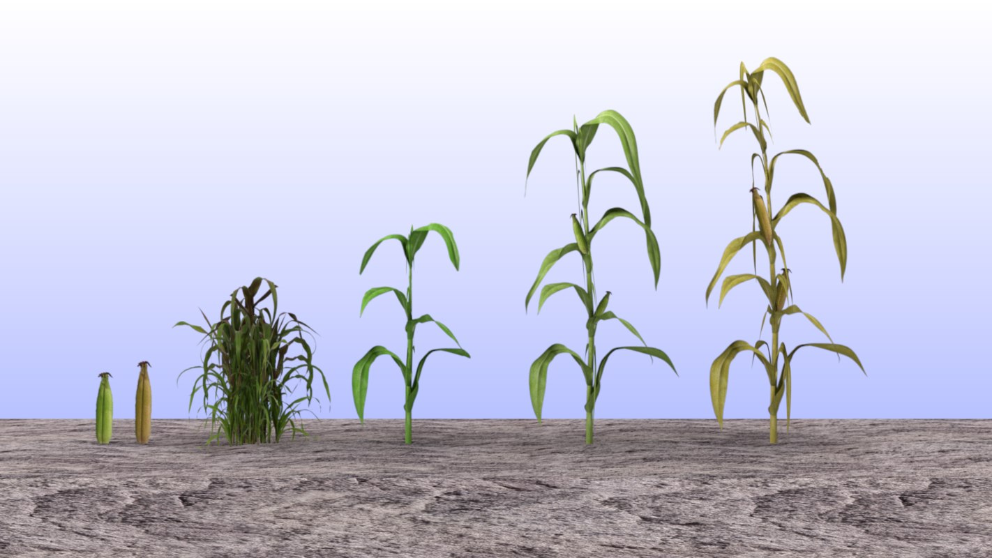 Maize corn plant set 3D model - TurboSquid 1363191
