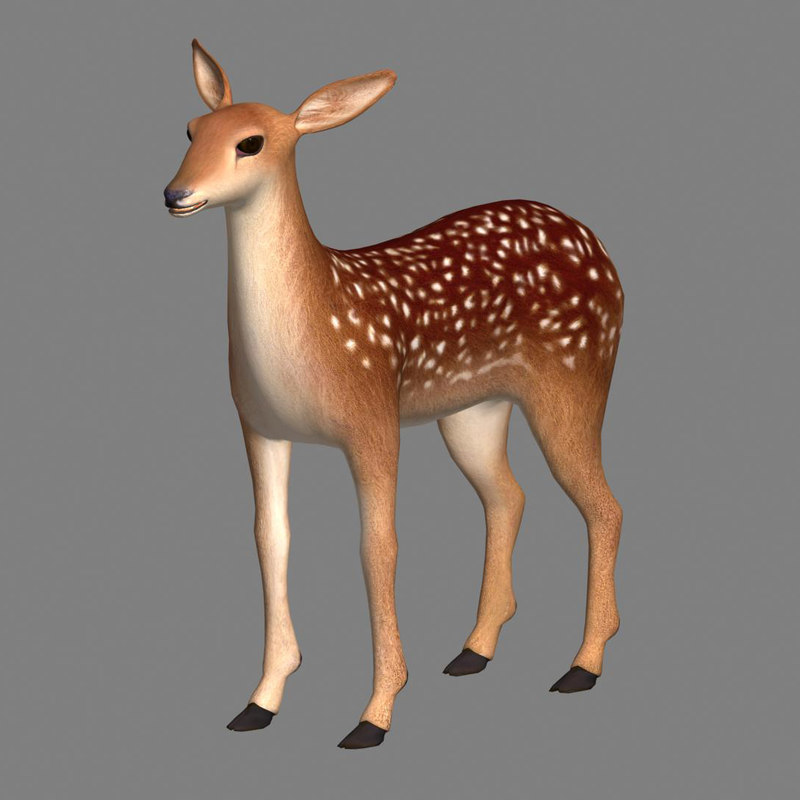 3D fawn modeled model - TurboSquid 1363207