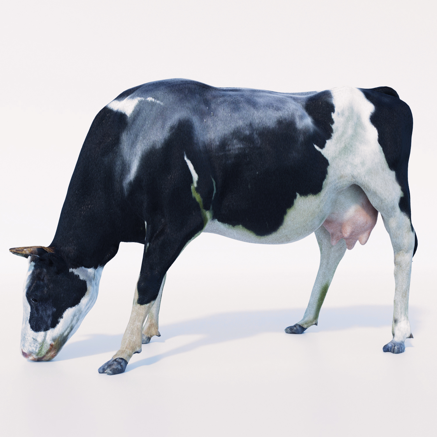 Kuh 3D-Modell - TurboSquid 1363266