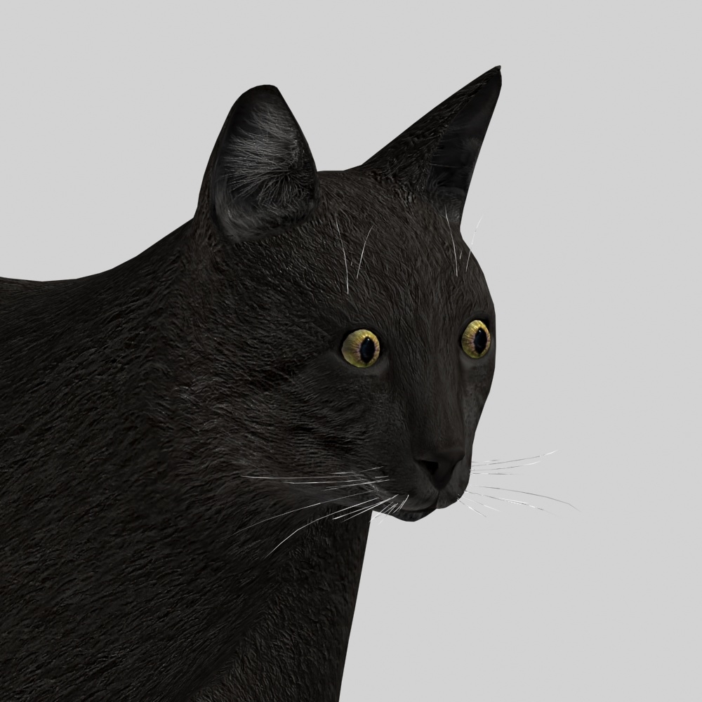 3D black cat modeled model - TurboSquid 1363374