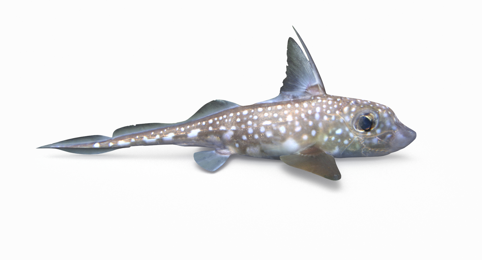 3D spotted ratfish model - TurboSquid 1363521