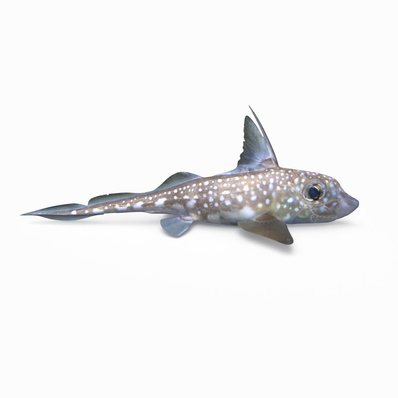 3D spotted ratfish model - TurboSquid 1363521