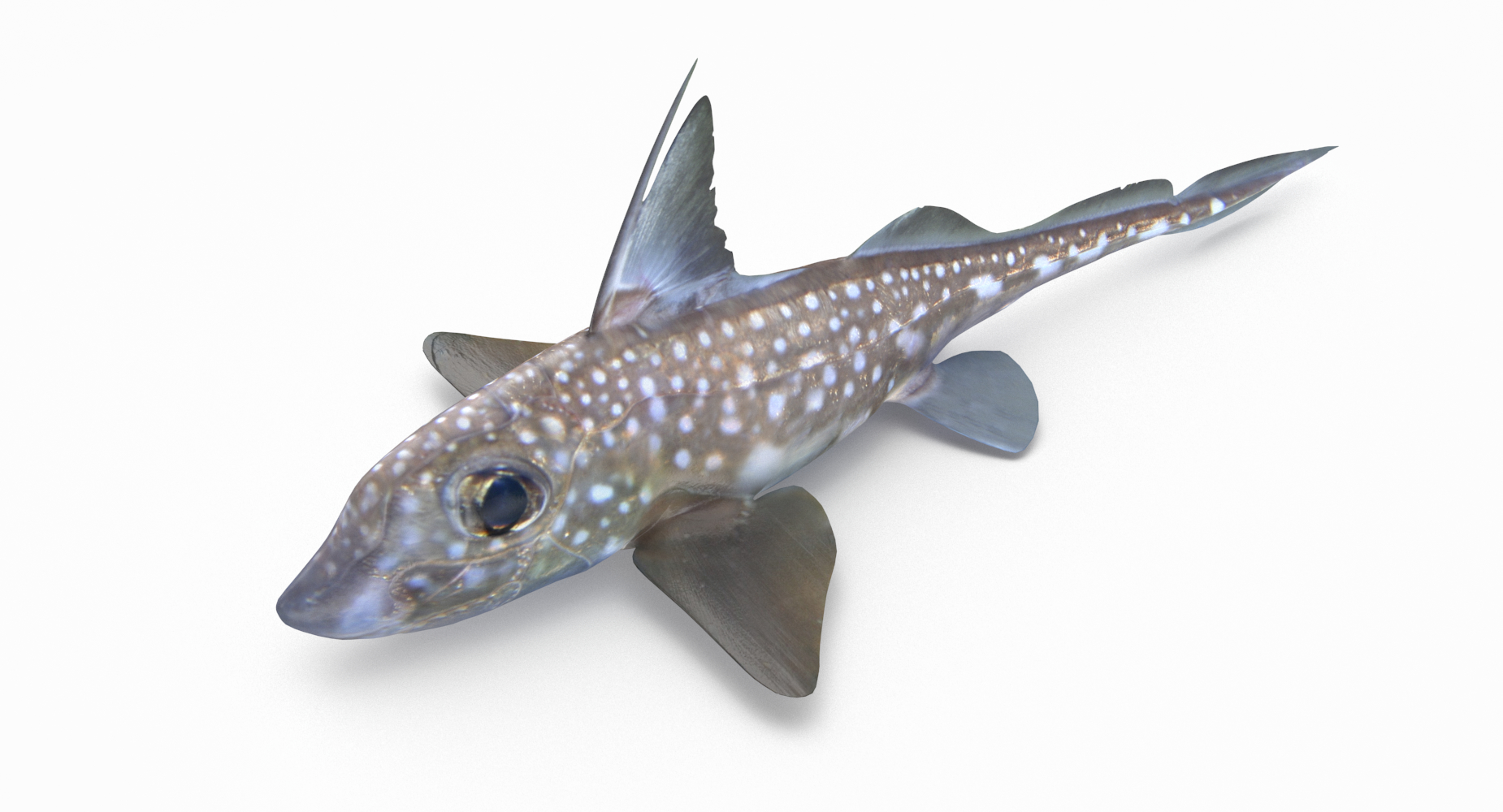 3D spotted ratfish model - TurboSquid 1363521