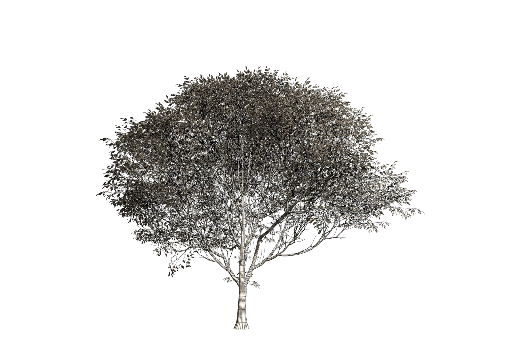 Realistic generic deciduous tree model - TurboSquid 1359146