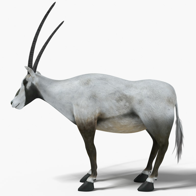 Arabian oryx arab 3D model - TurboSquid 1364278