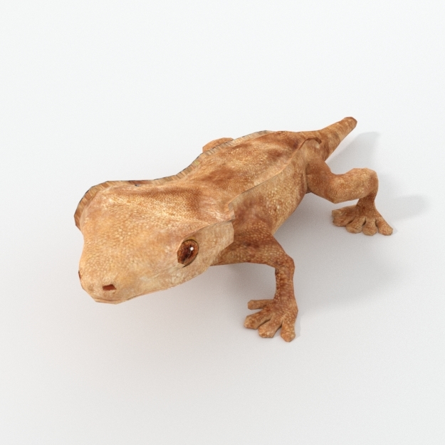 Crested gecko 3D model - TurboSquid 1364336