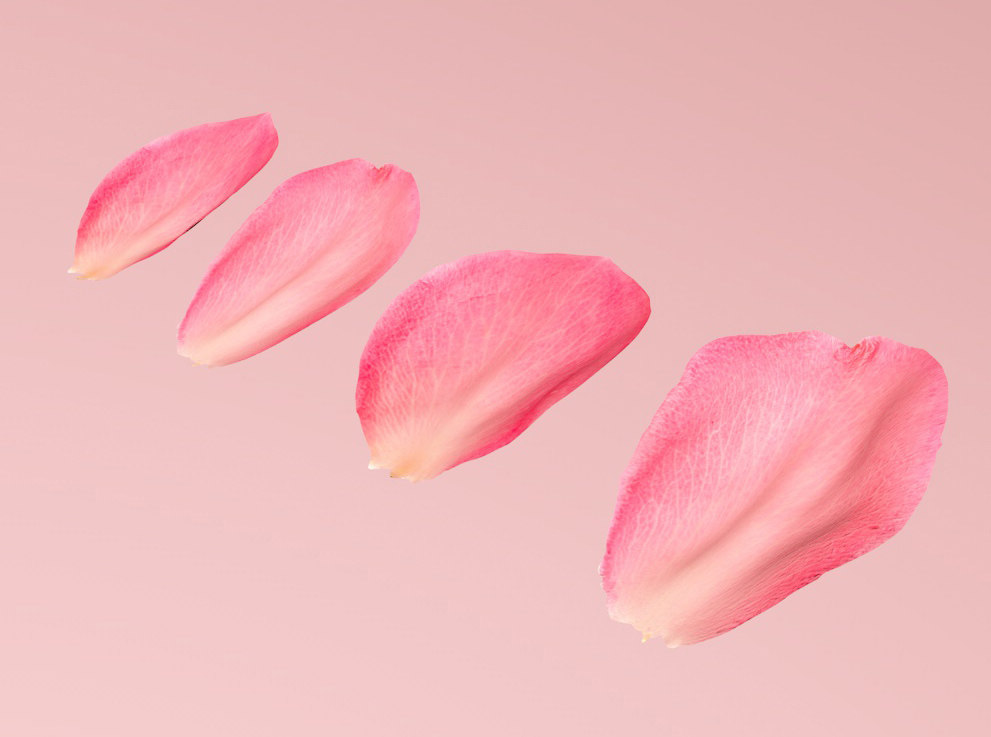 Flying rose petals model - TurboSquid 1364409