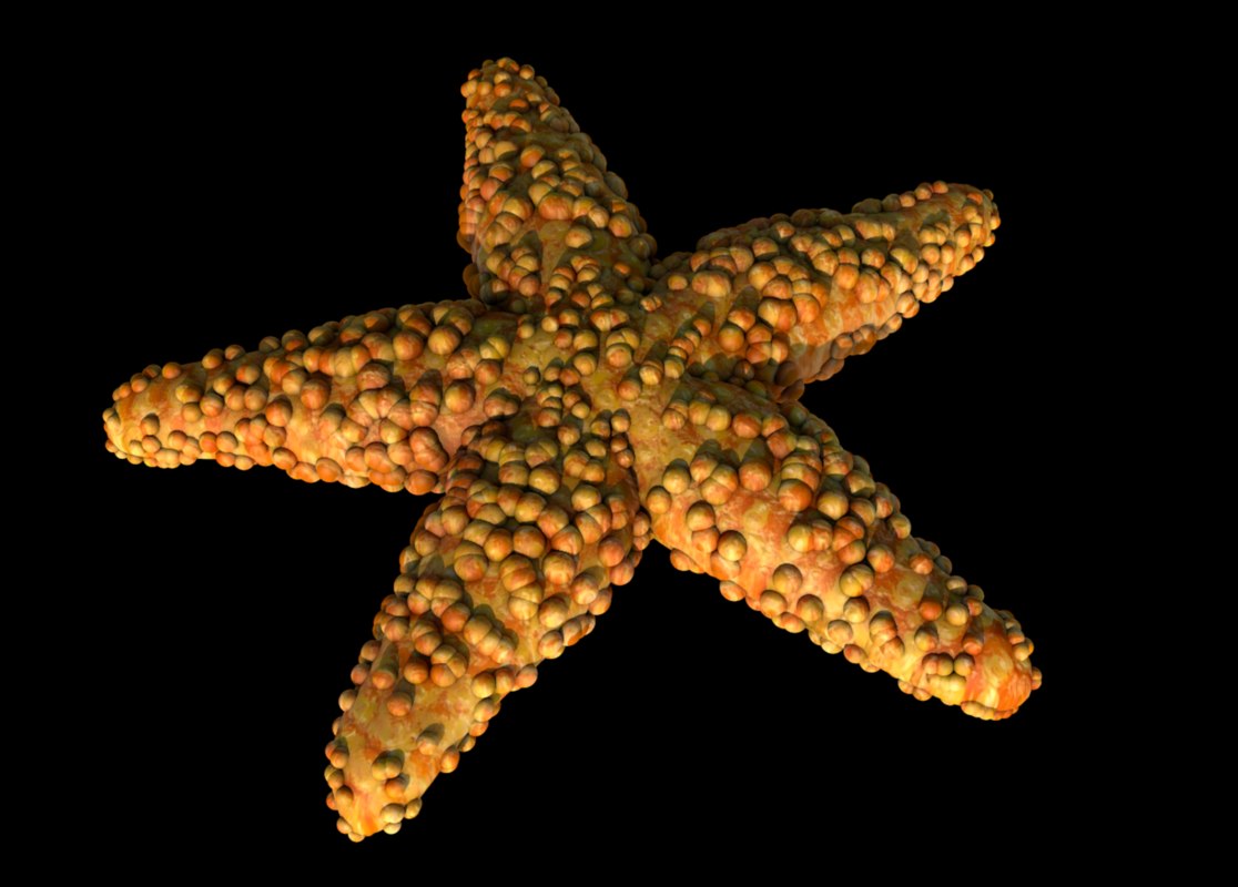 3D model starfish star fish nature - TurboSquid 1364964