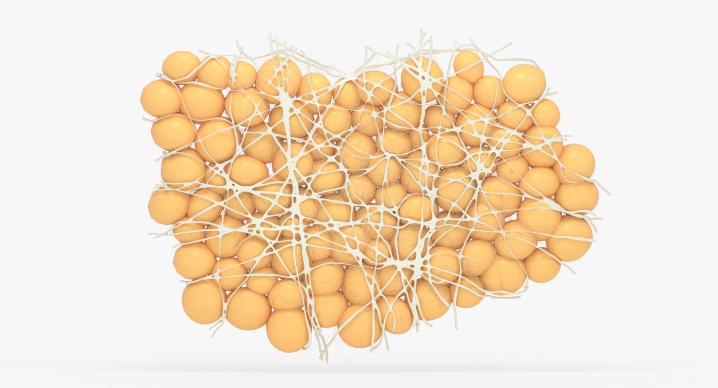 3D fat cells - TurboSquid 1365143