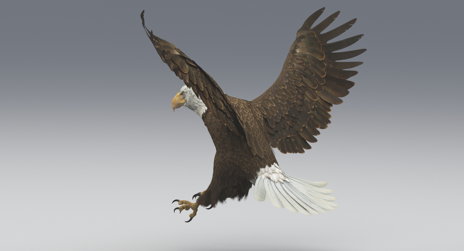 3D american bald eagle animations - TurboSquid 1365596
