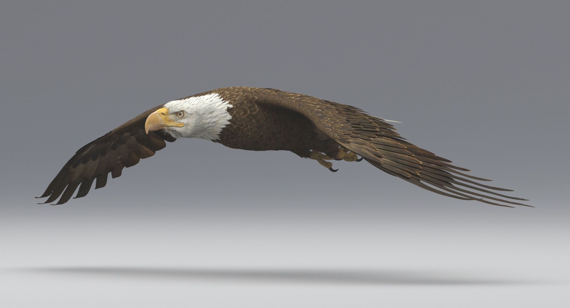 3D american bald eagle animations - TurboSquid 1365596