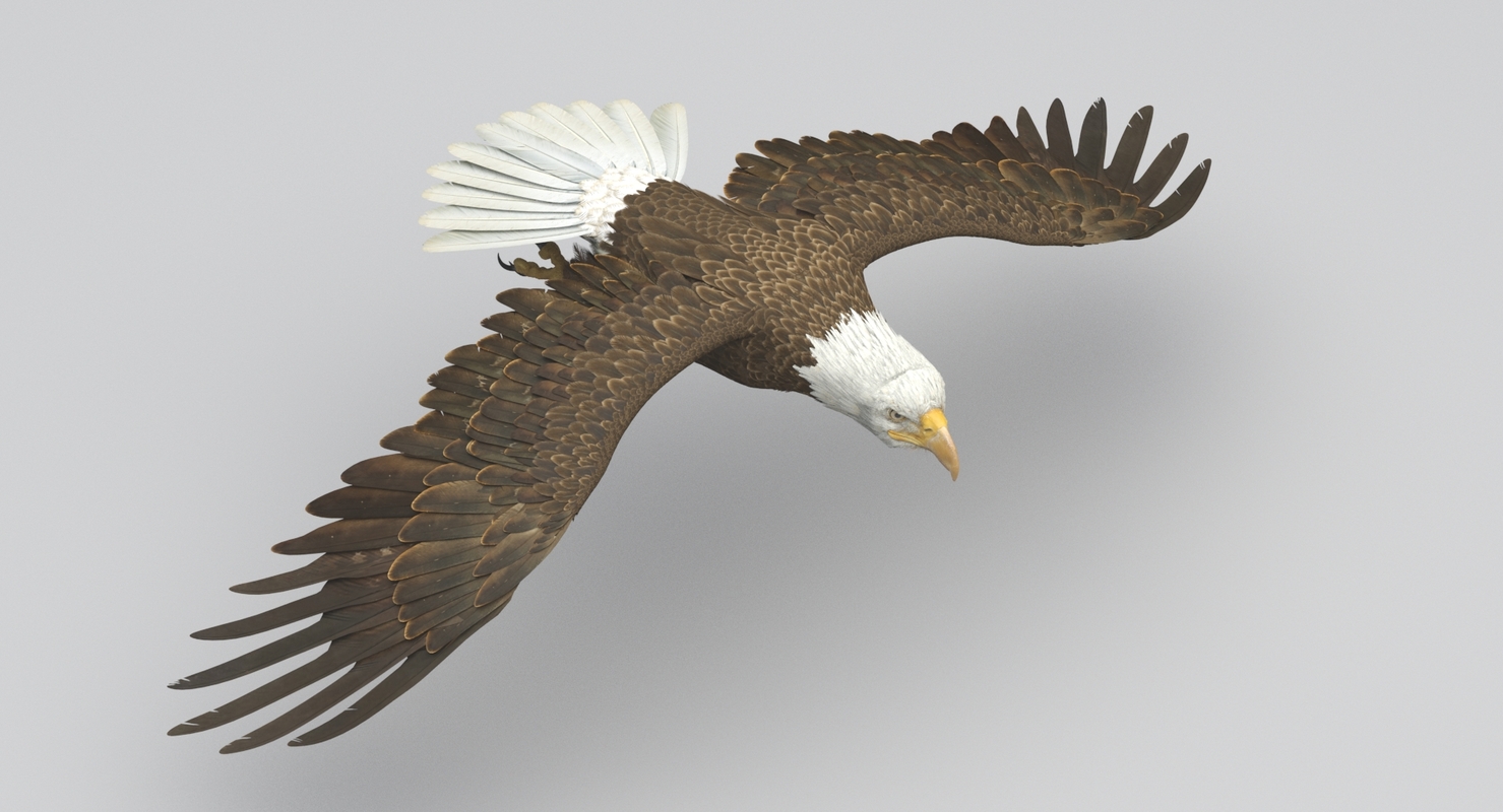 3D american bald eagle animations - TurboSquid 1365596