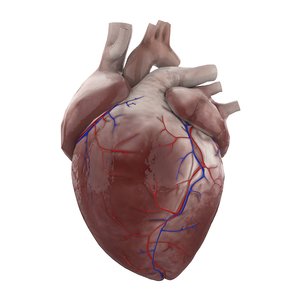 Blender Heart Models | TurboSquid