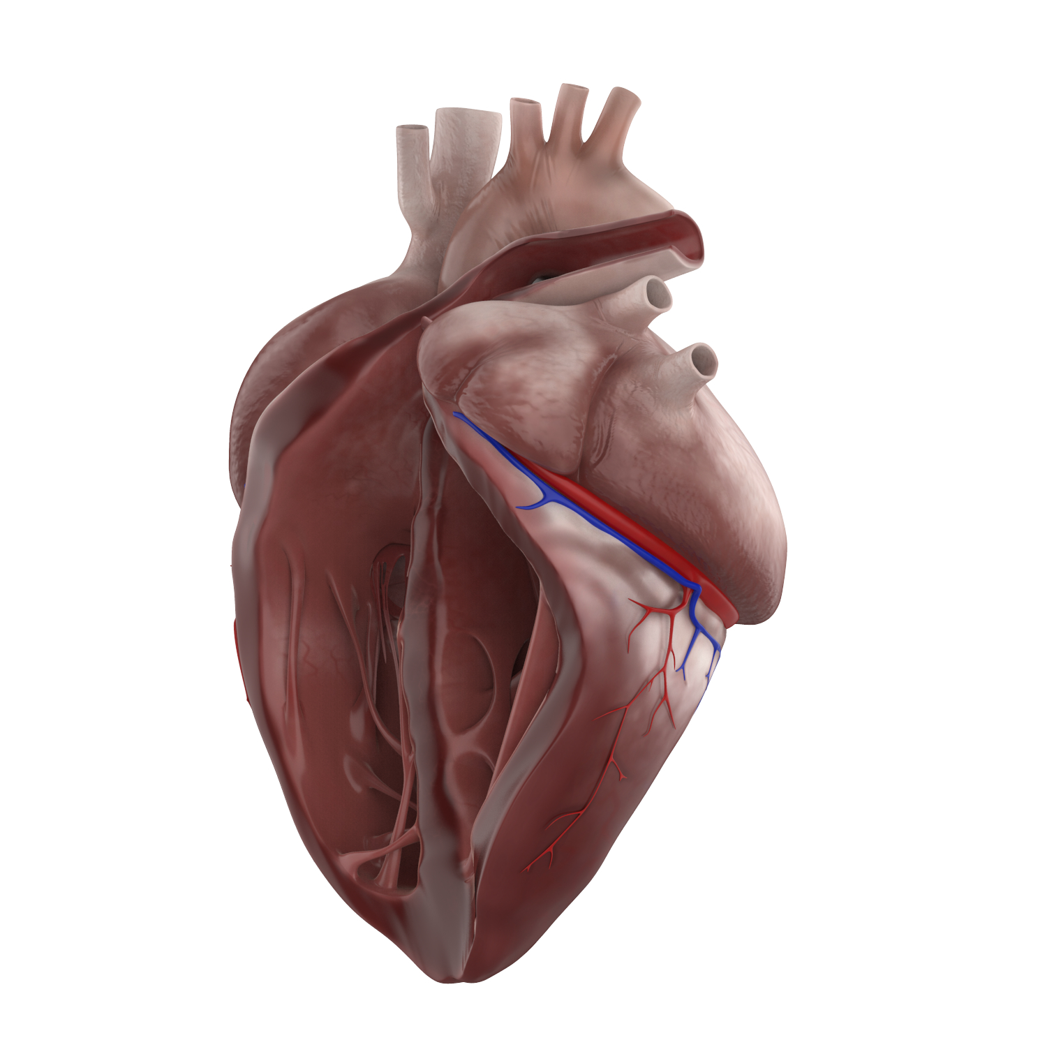 3D dissected human heart model - TurboSquid 1361664