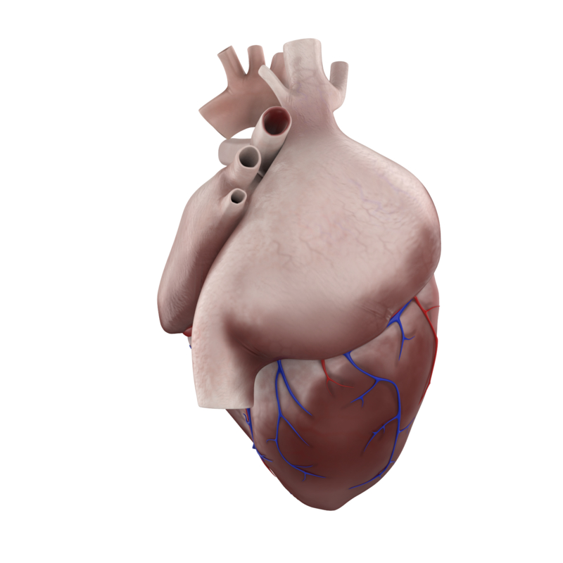 3D dissected human heart model - TurboSquid 1361664