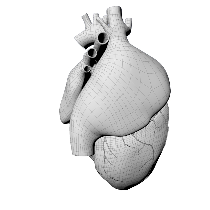 3D dissected human heart model - TurboSquid 1361664