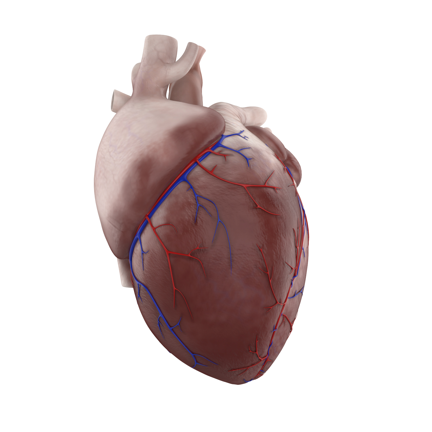 modelo 3d Corazón humano completo detallado - TurboSquid 1361682
